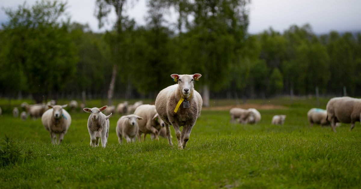 Vi må begynne å telle sauer! | Troms|Norsk Bonde- og Småbrukarlag