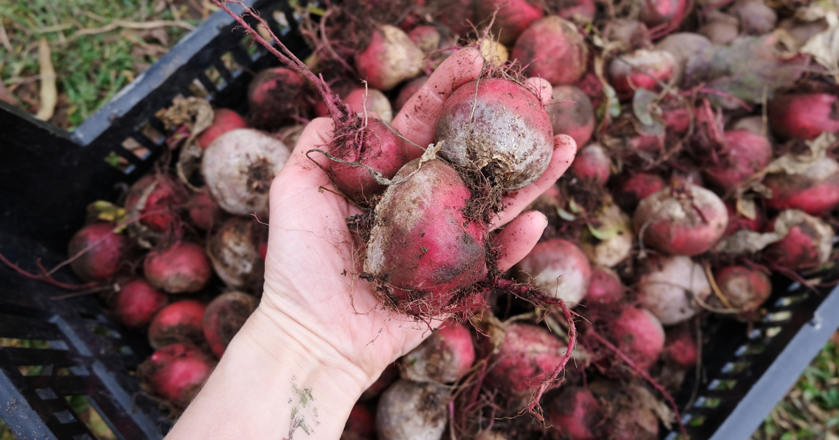 Nye norske kostråd | Norsk Bonde- og Småbrukarlag