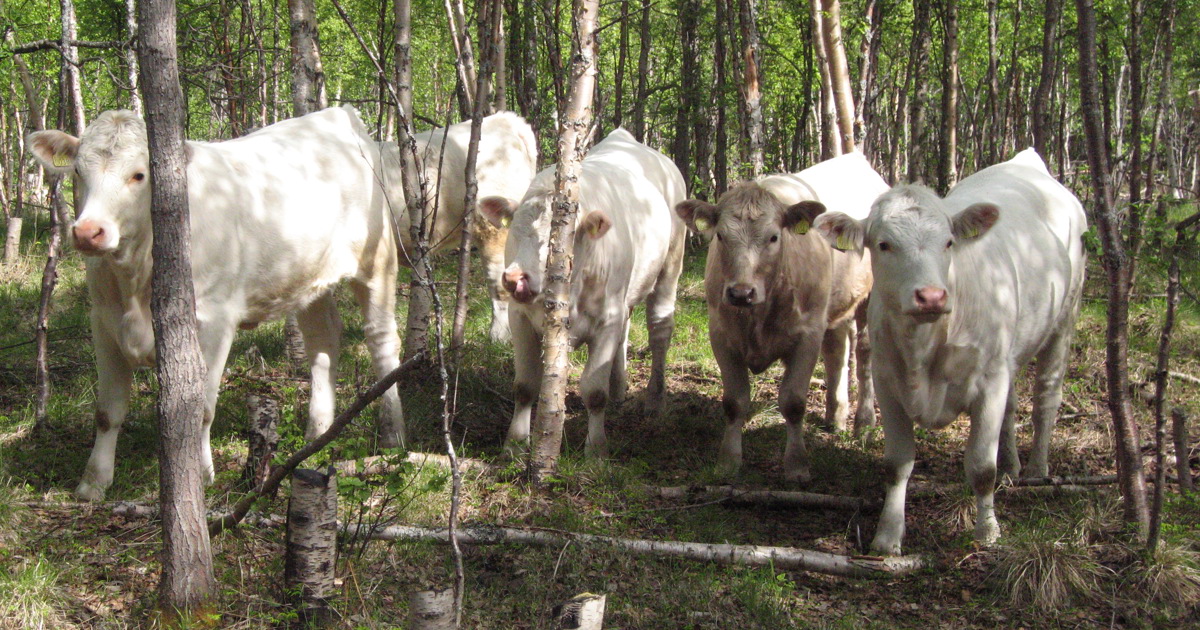 Bli med på sommersamling! | Troms|Norsk Bonde- og Småbrukarlag